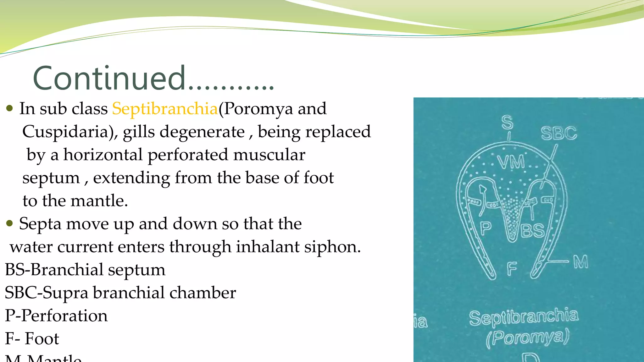 Gills in invertebrates | PPTX