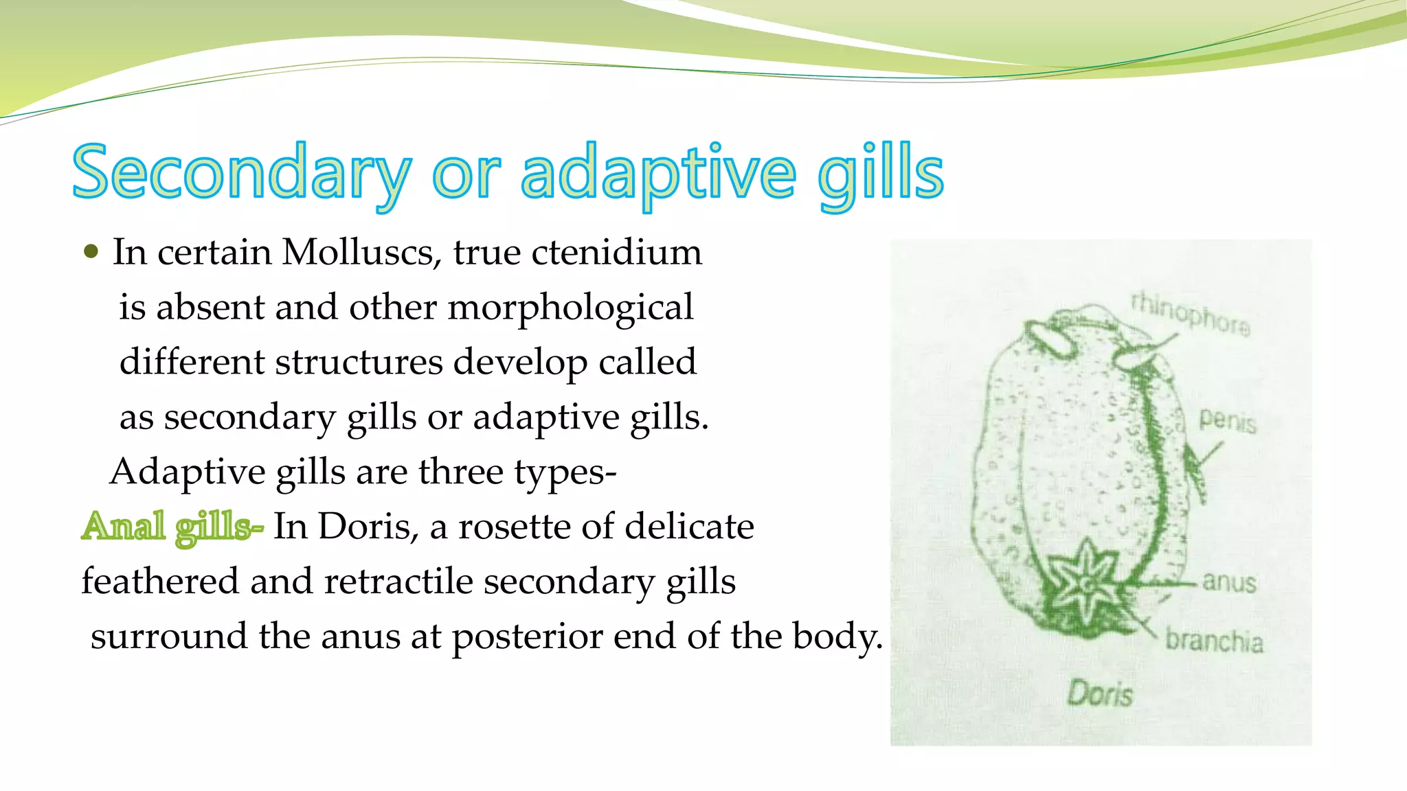 Gills in invertebrates | PPTX