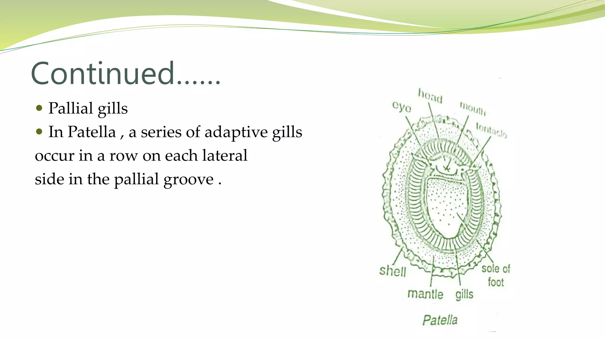 Gills in invertebrates | PPTX
