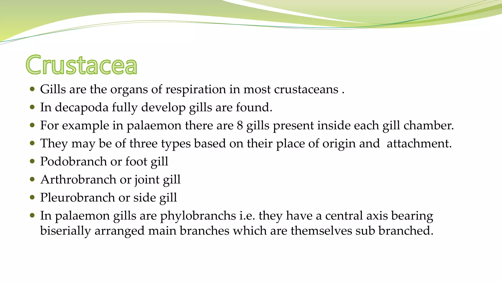 Gills in invertebrates | PPTX