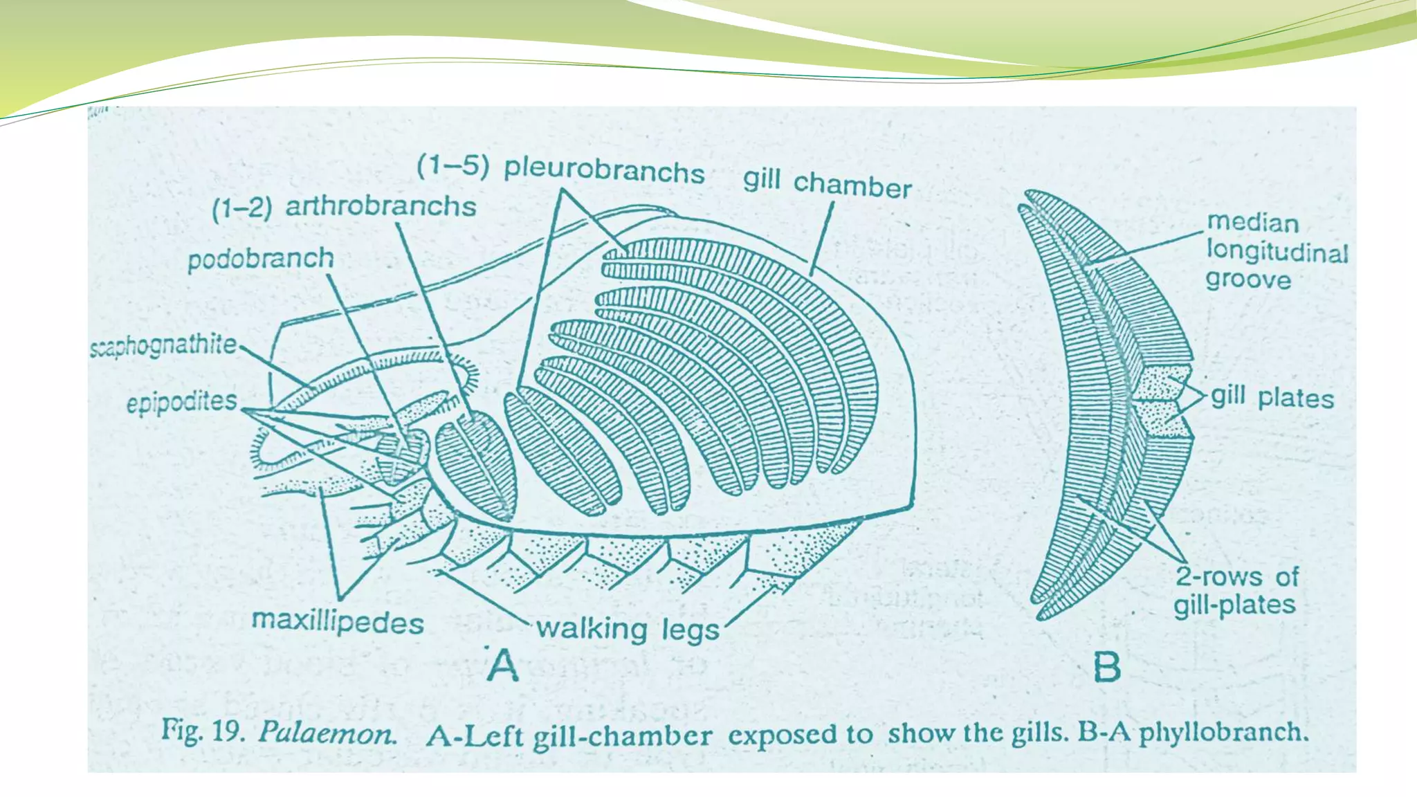 Gills in invertebrates | PPTX