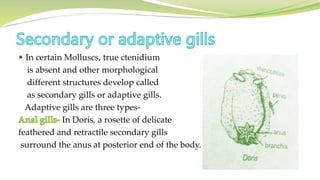 Gills in invertebrates | PPTX