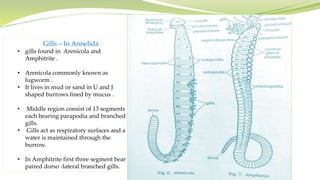 Gills in invertebrates | PPTX