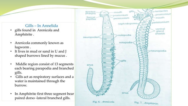 Gills in invertebrates | PPTX | Geology | Science