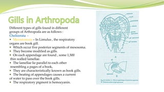 Gills in invertebrates | PPTX