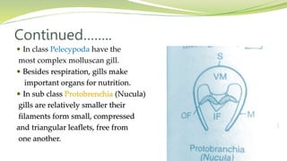 Gills in invertebrates | PPTX