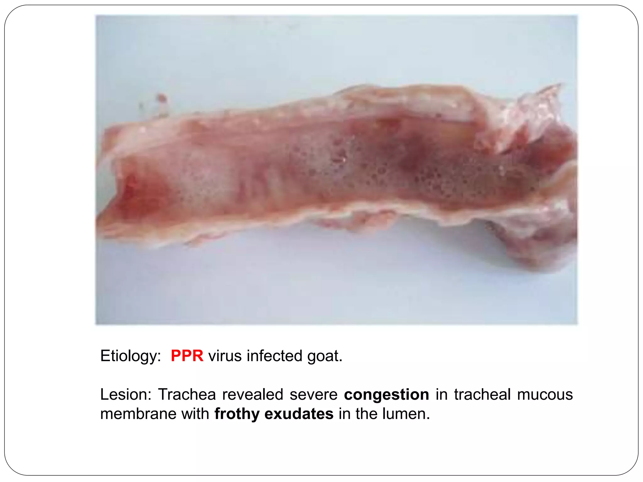 Respiratory pathology of sheep & goat. | PPTX | Lung and Respiratory ...