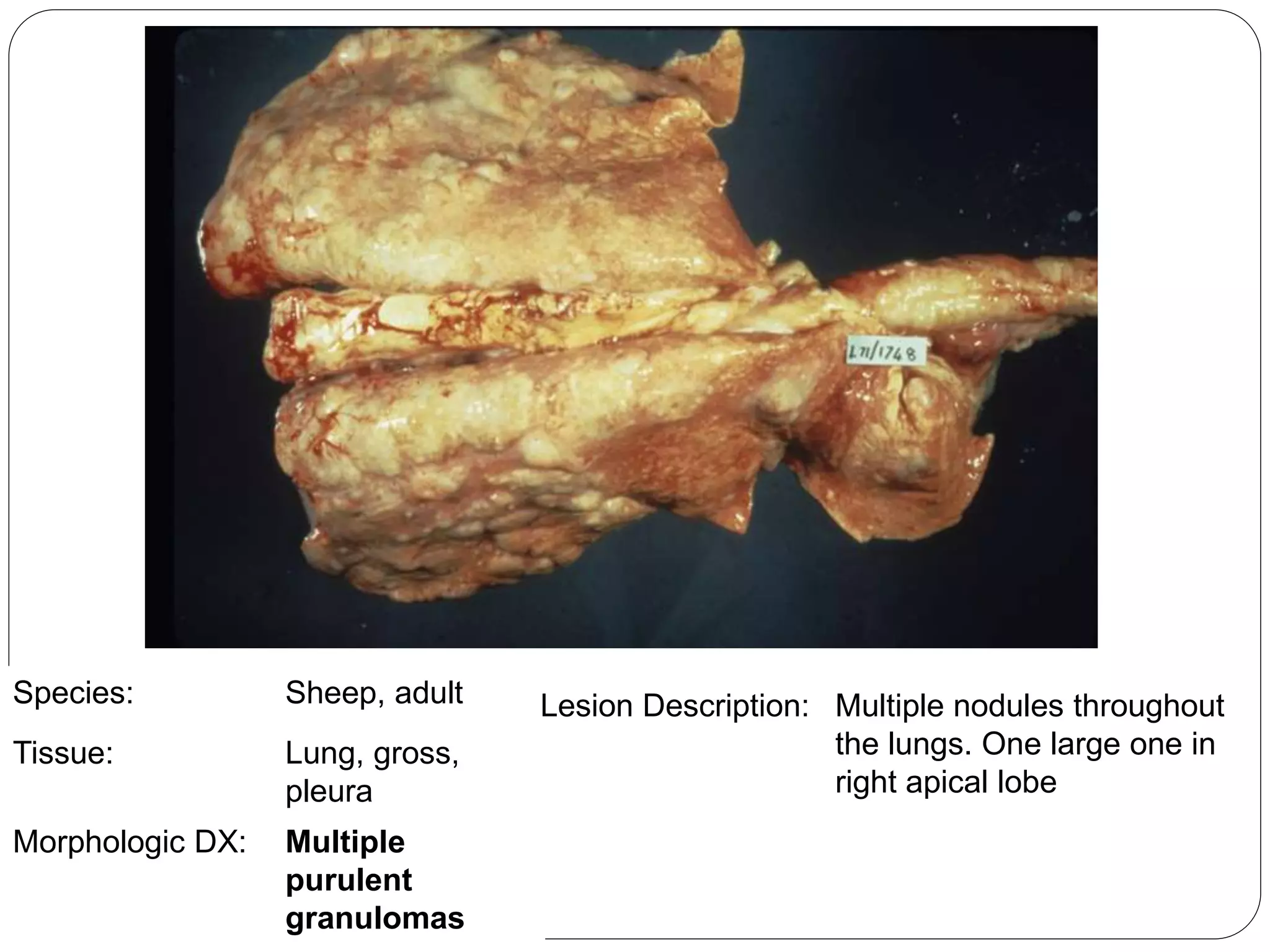 Respiratory pathology of sheep & goat. | PPTX