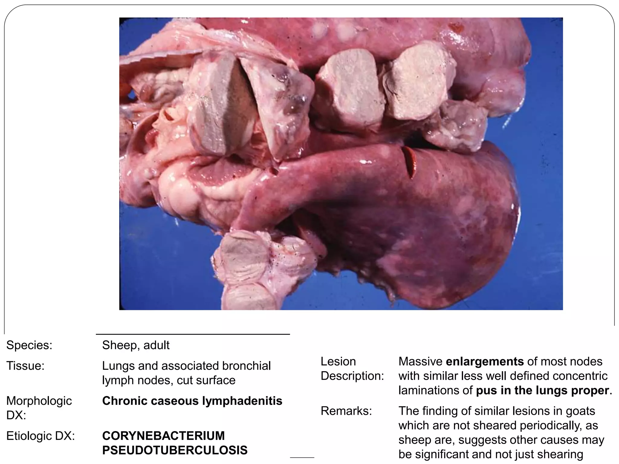 Respiratory pathology of sheep & goat. | PPTX