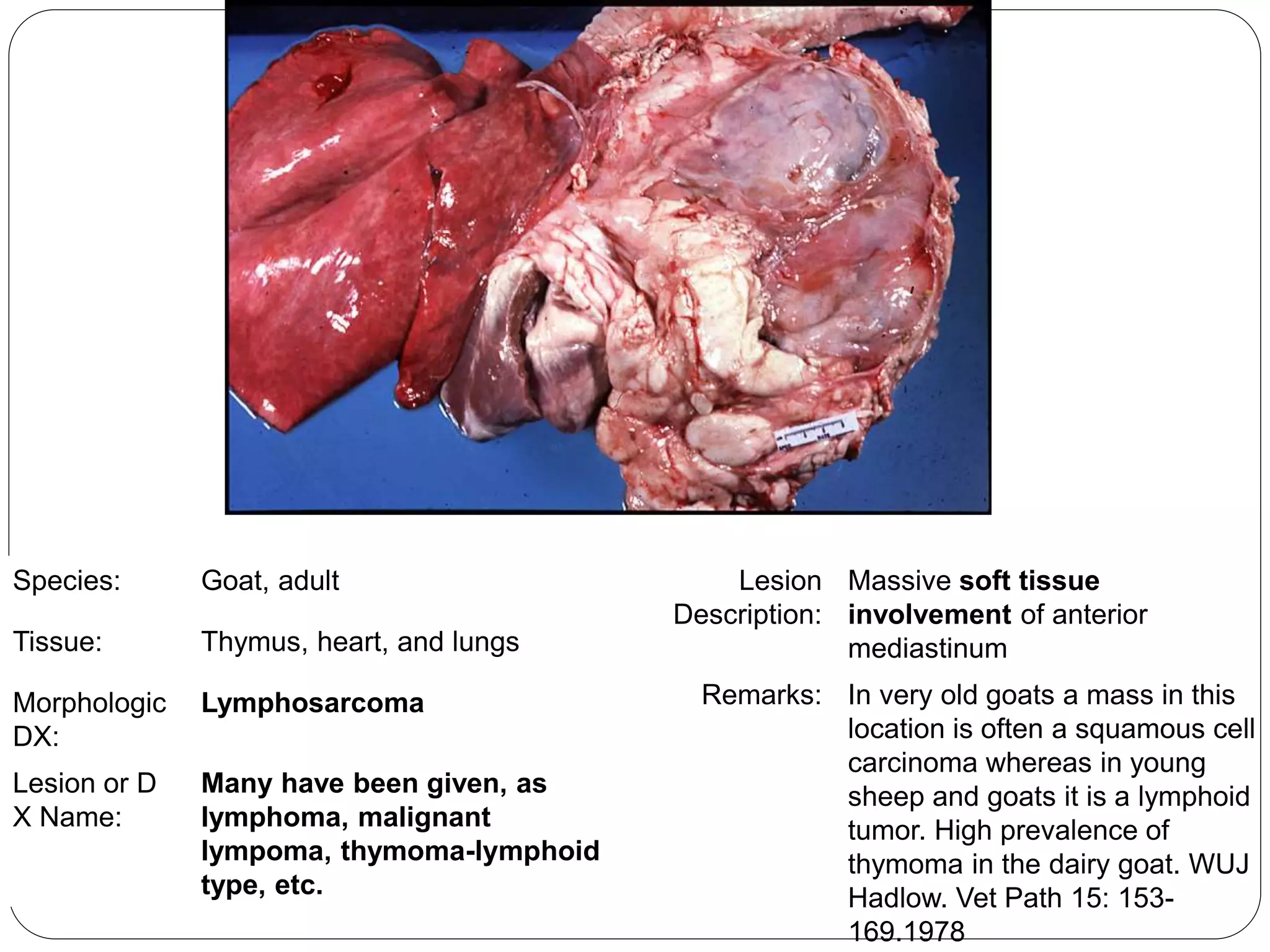Respiratory pathology of sheep & goat. | PPTX