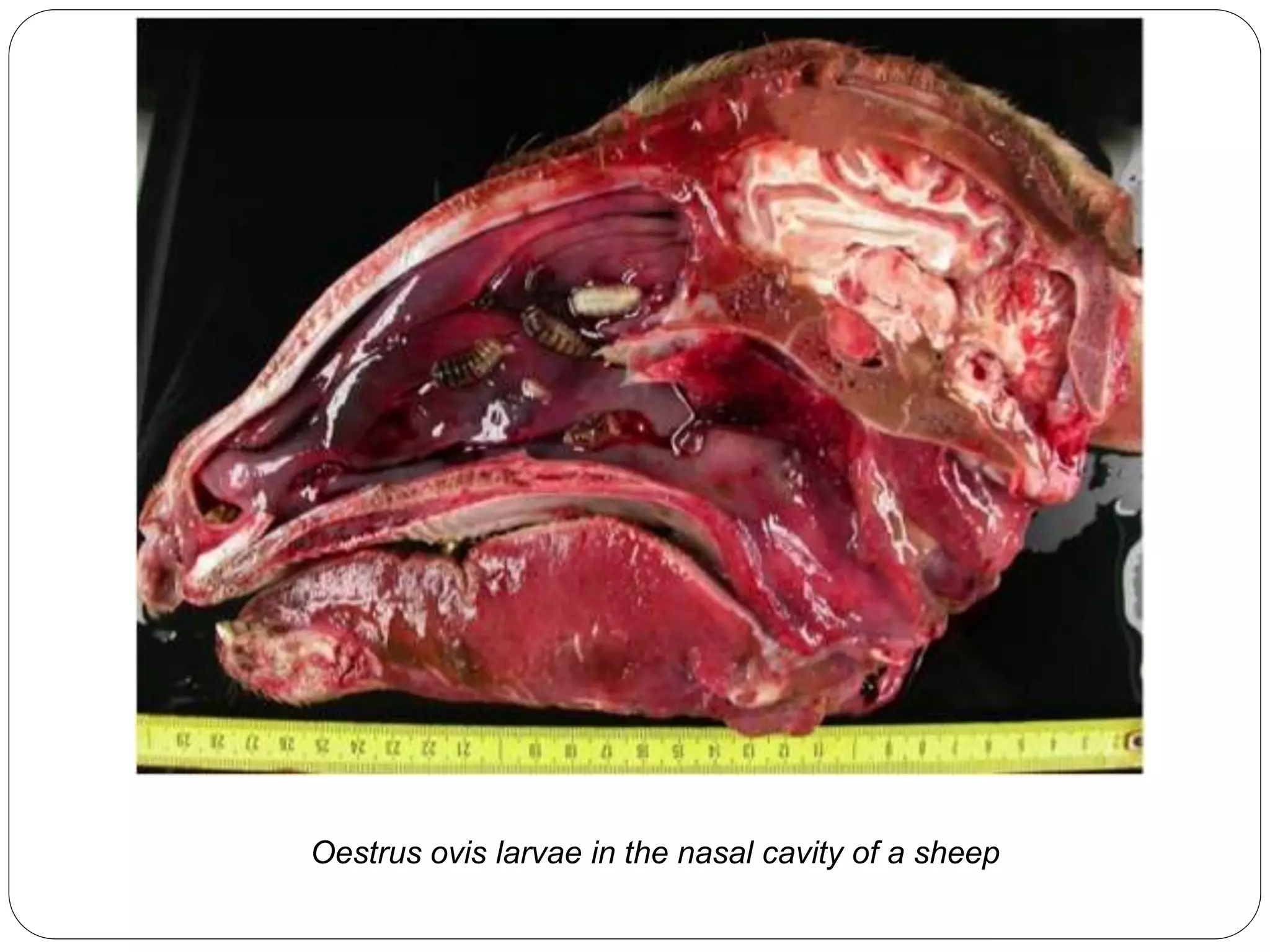 Respiratory pathology of sheep & goat. | PPTX