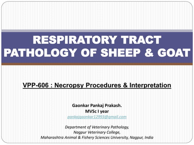 Respiratory pathology of sheep & goat. | PPTX | Lung and Respiratory ...