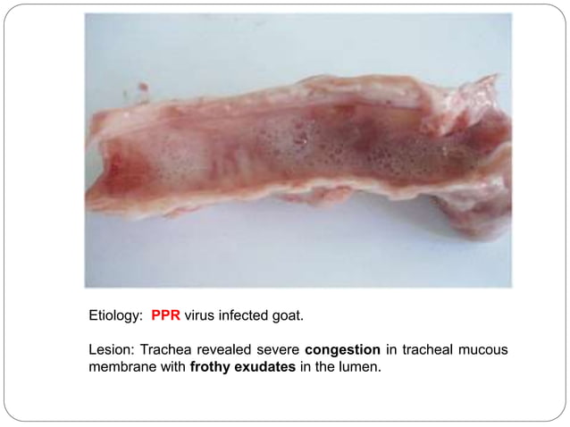 Respiratory pathology of sheep & goat. | PPTX | Lung and Respiratory ...