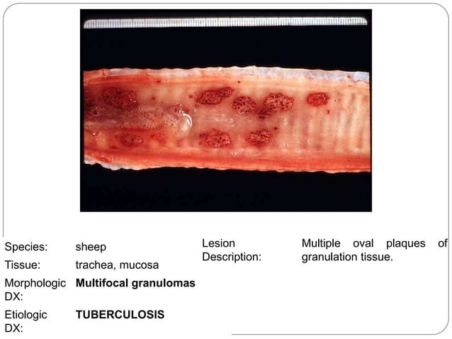 Respiratory pathology of sheep & goat. | PPTX | Lung and Respiratory ...