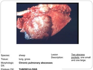 Respiratory pathology of sheep & goat. | PPTX | Lung and Respiratory ...