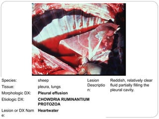 Respiratory pathology of sheep & goat. | PPTX