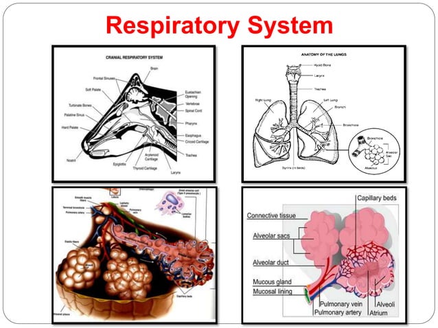 Respiratory pathology of sheep & goat. | PPTX | Lung and Respiratory ...