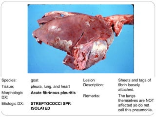 Respiratory pathology of sheep & goat. | PPTX