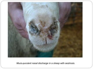 Respiratory pathology of sheep & goat. | PPTX