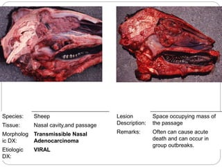 Respiratory pathology of sheep & goat. | PPTX
