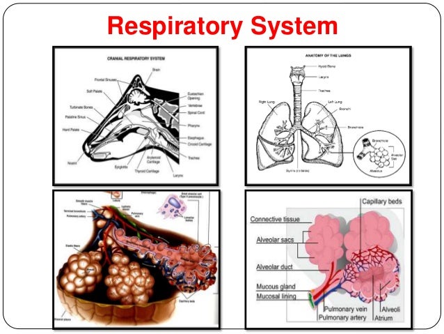 Respiratory pathology of sheep & goat.