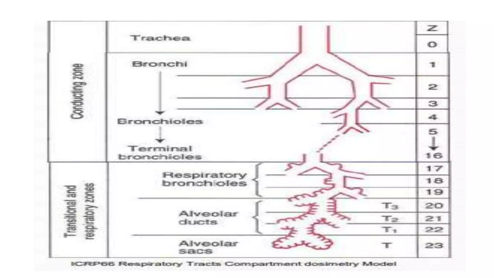 Respiratory Pathway.pptx