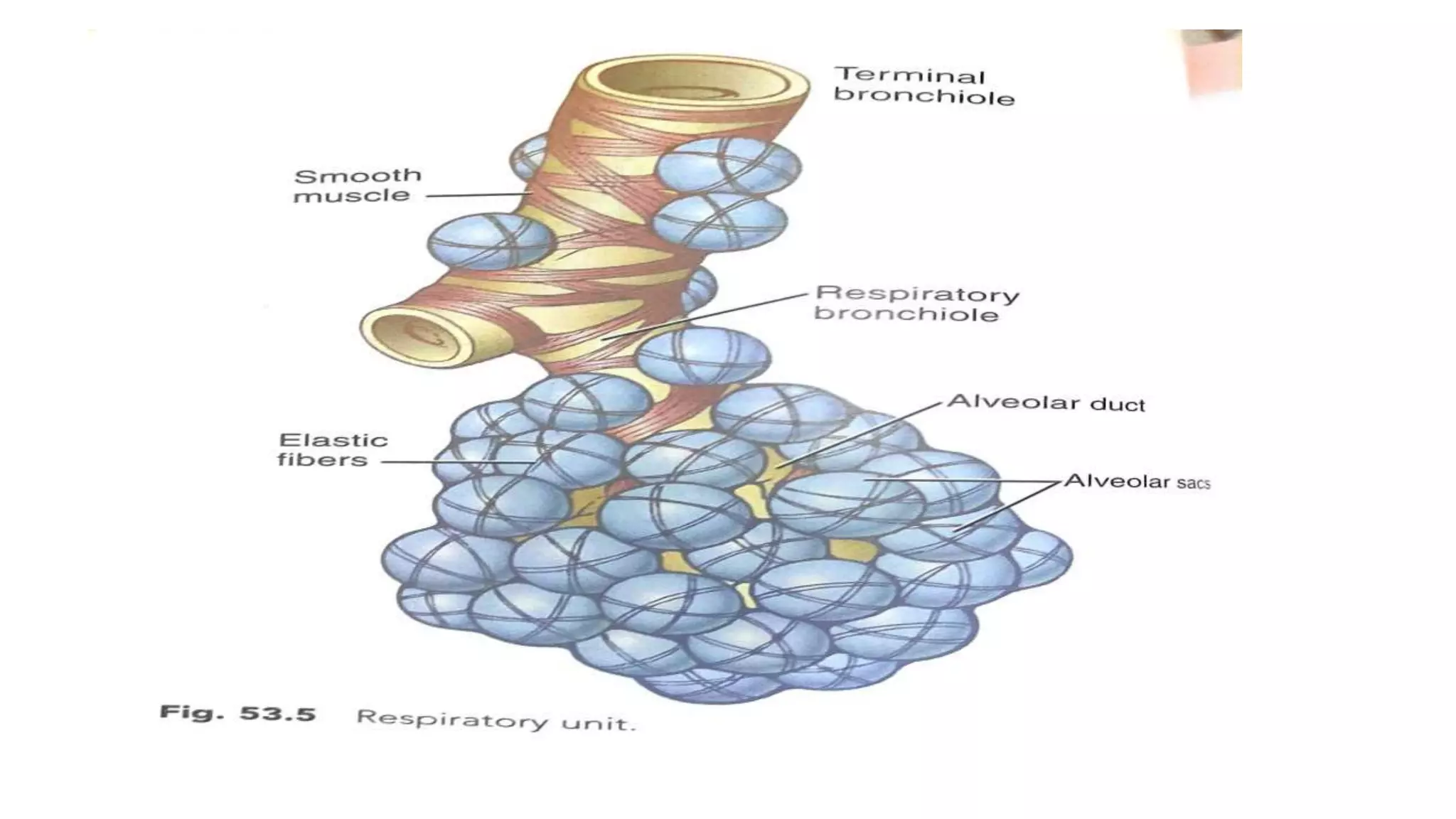 Respiratory Pathway.pptx