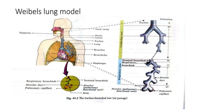 Respiratory Pathway.pptx