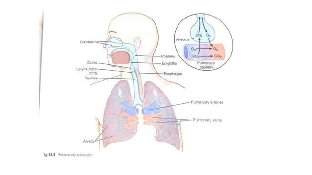 Respiratory Pathway.pptx