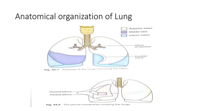 Respiratory Pathway.pptx