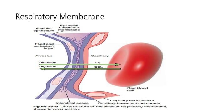Respiratory Pathway.pptx