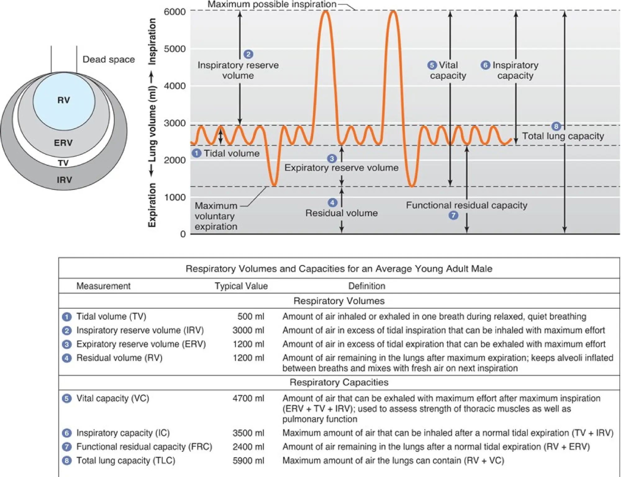 RESPIRATORY PHYSIOLOGY- Lung mechanics, pulmonary blood flow and O2 | PPTX