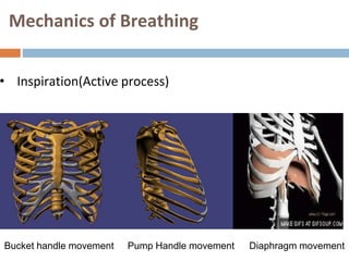 RESPIRATORY PHYSIOlogy presentation anaesthesia | PPTX