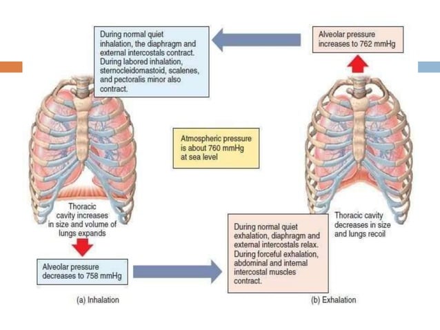 RESPIRATORY PHYSIOlogy presentation anaesthesia | PPTX | Lung and ...