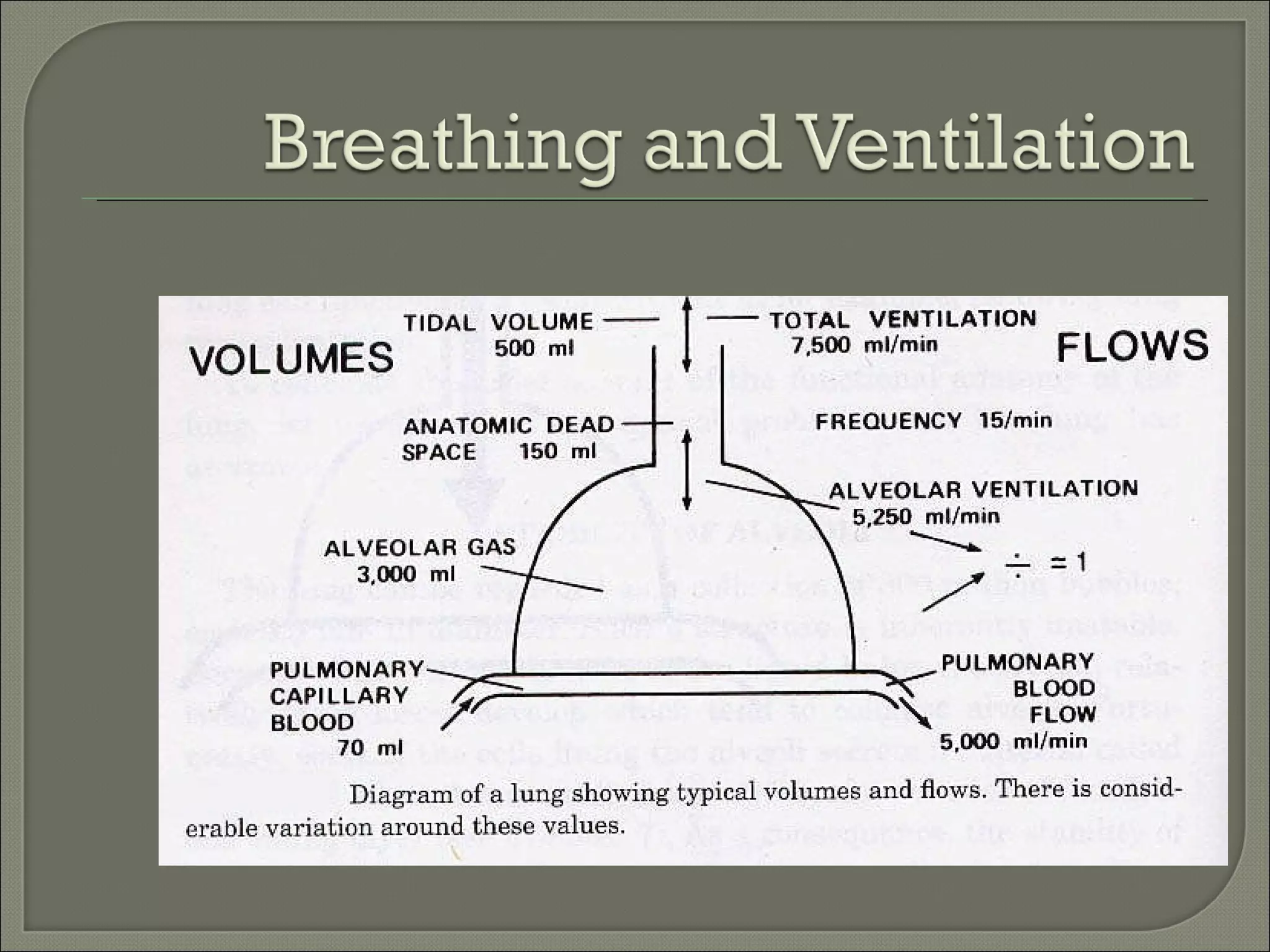 Respiratory Physiology | PPT
