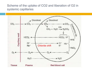 Respiratory physiology | PPTX