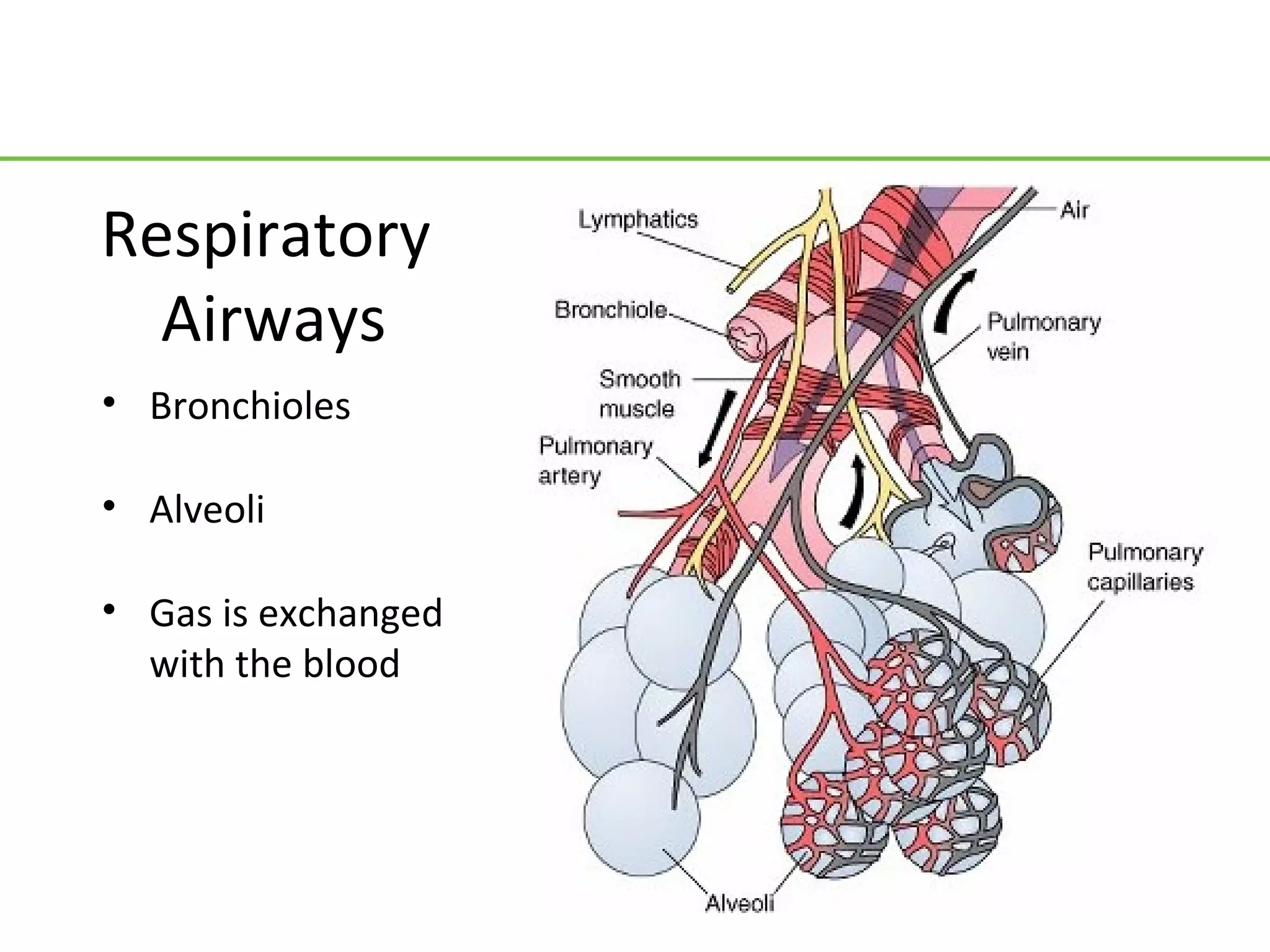 Respiratory physiology | PPT