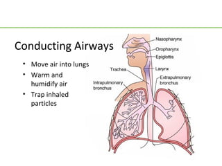 Respiratory physiology | PPT