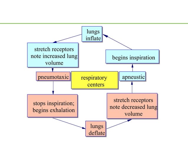 Respiratory physiology | PPT