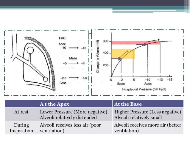 Respiratory physiology