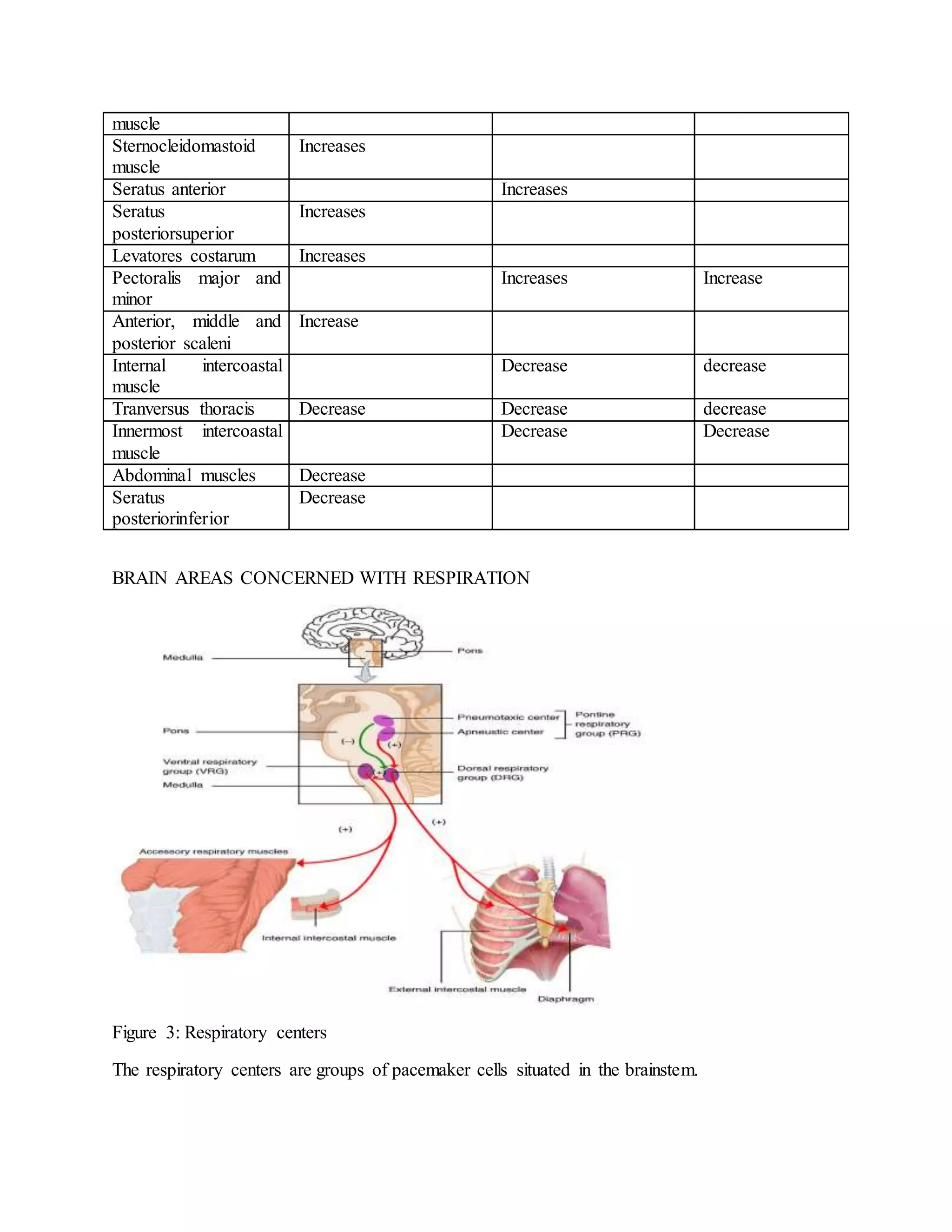 Respiratory physiology | DOCX