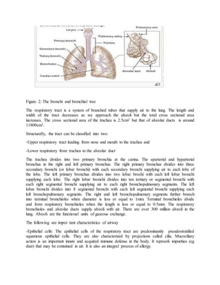 Respiratory physiology | DOCX