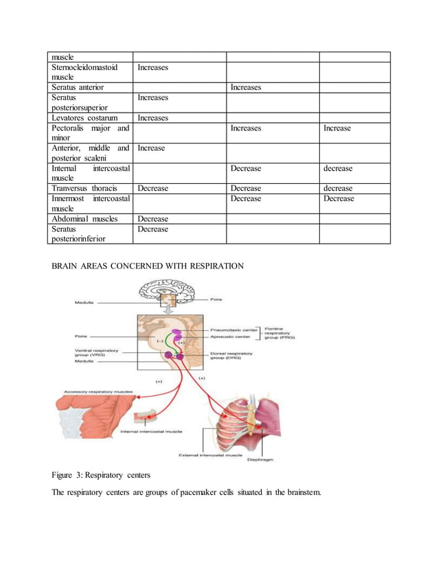 Respiratory physiology | DOCX