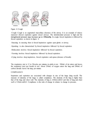 Respiratory physiology | DOCX