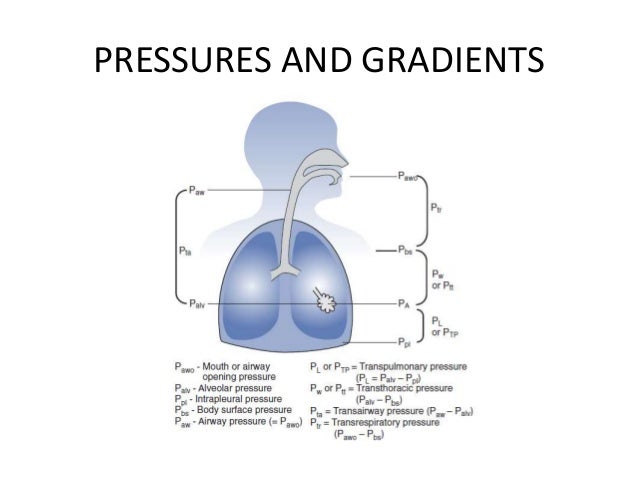 Respiratory physiology