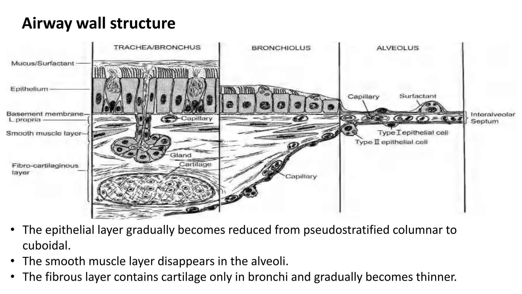 Respiratory physiology.pptx by DR Girish Jain | PPTX