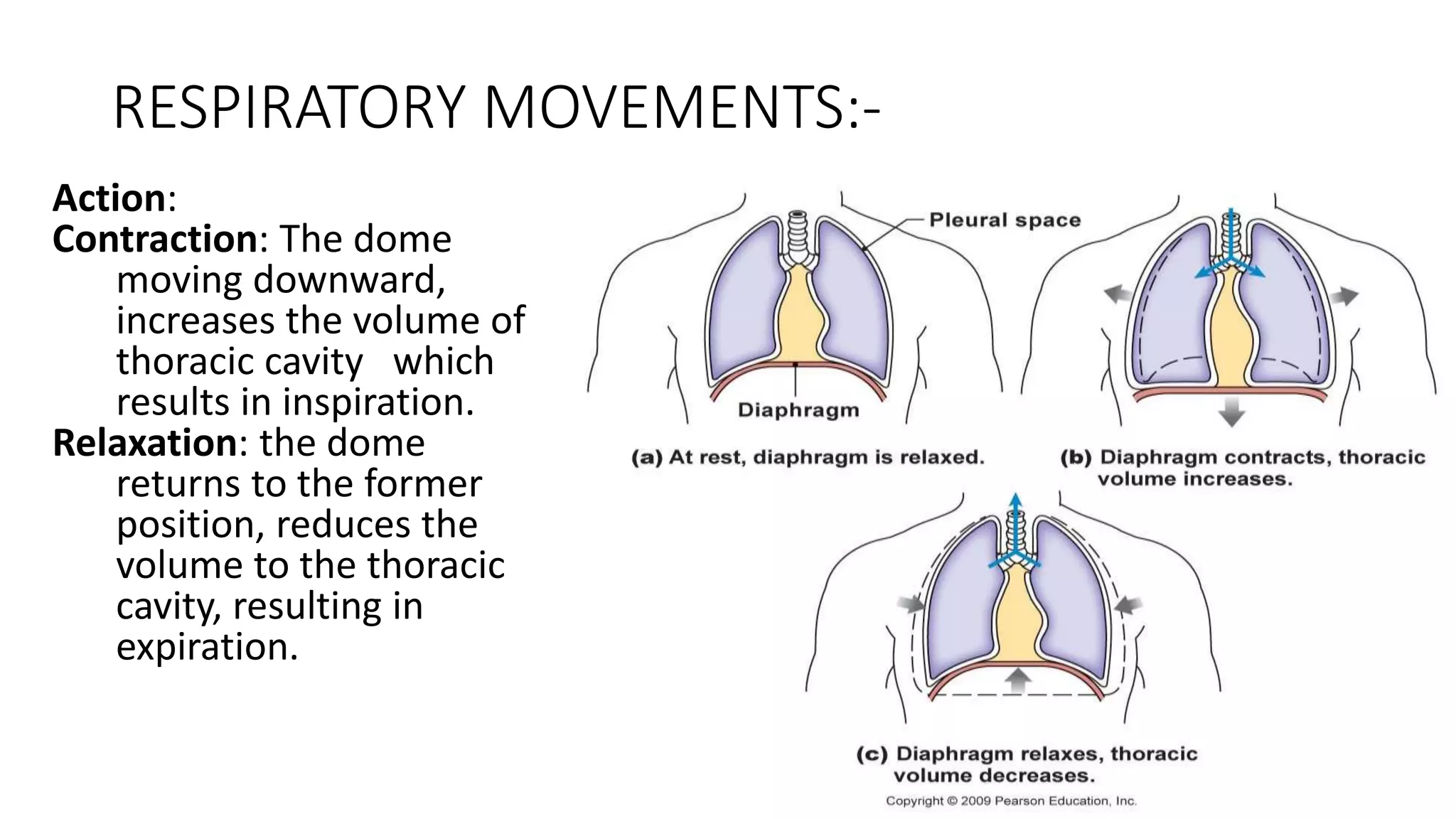 Respiratory physiology.pptx by DR Girish Jain | PPTX
