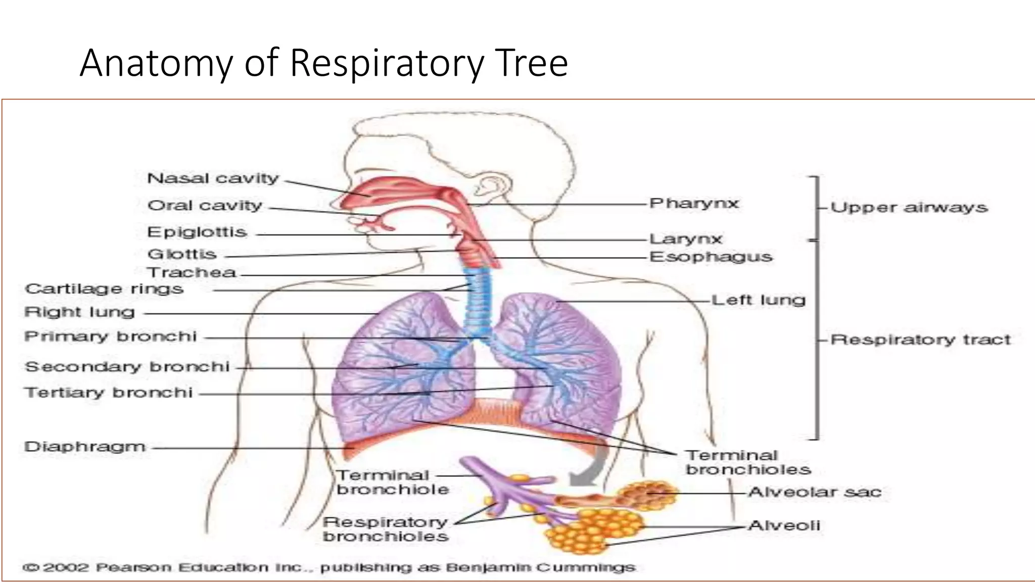 Respiratory physiology.pptx by DR Girish Jain | PPTX