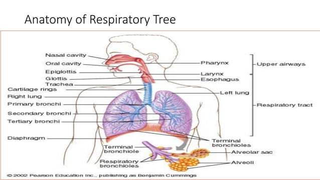 Respiratory physiology.pptx by DR Girish Jain | PPTX | Lung and ...