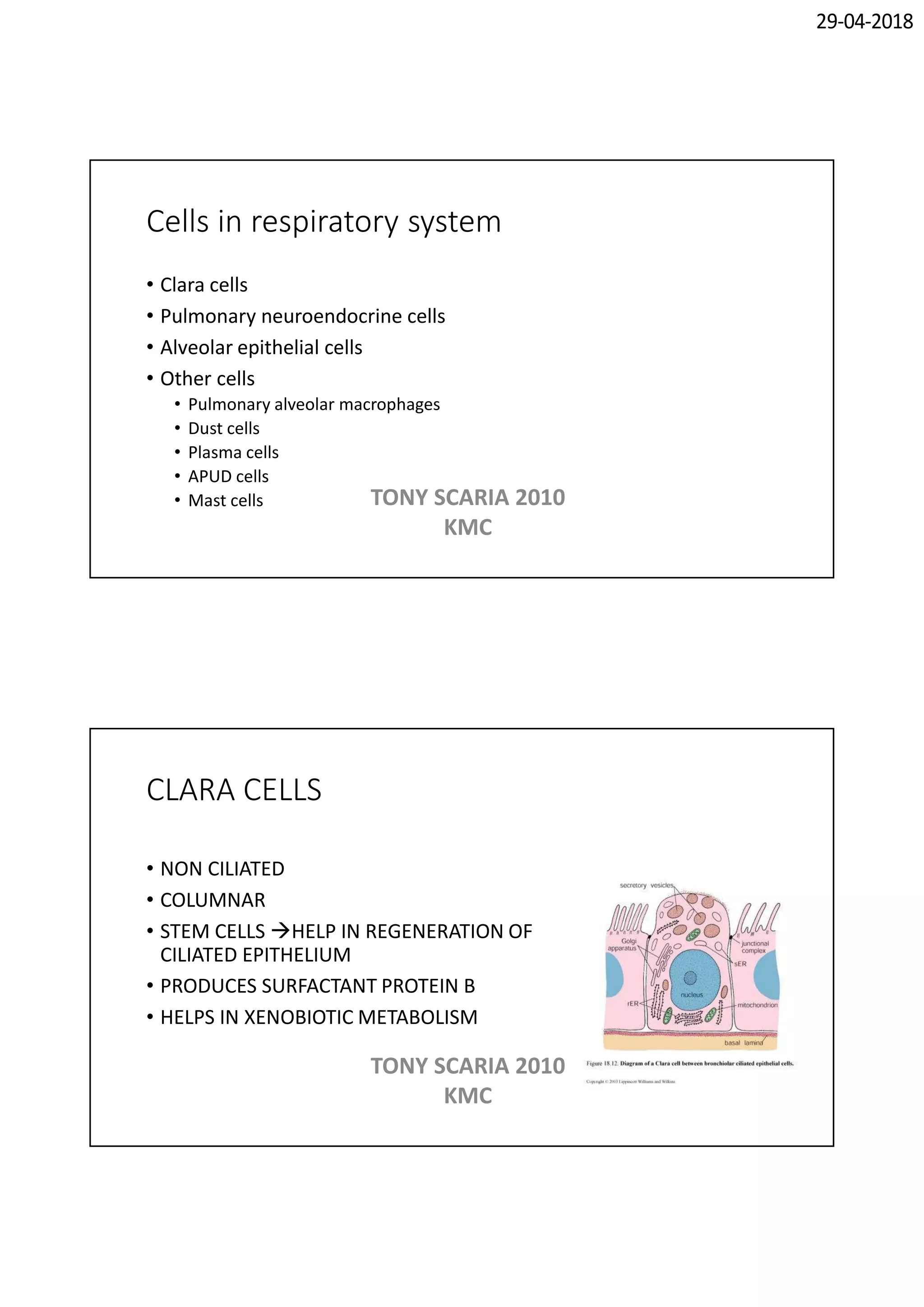 Respiratory physiology REVISION NOTES PHYSIOLOGY | PDF